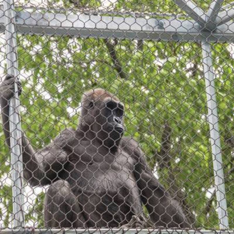 102mm Cable Mesh for Monkey Enclosures