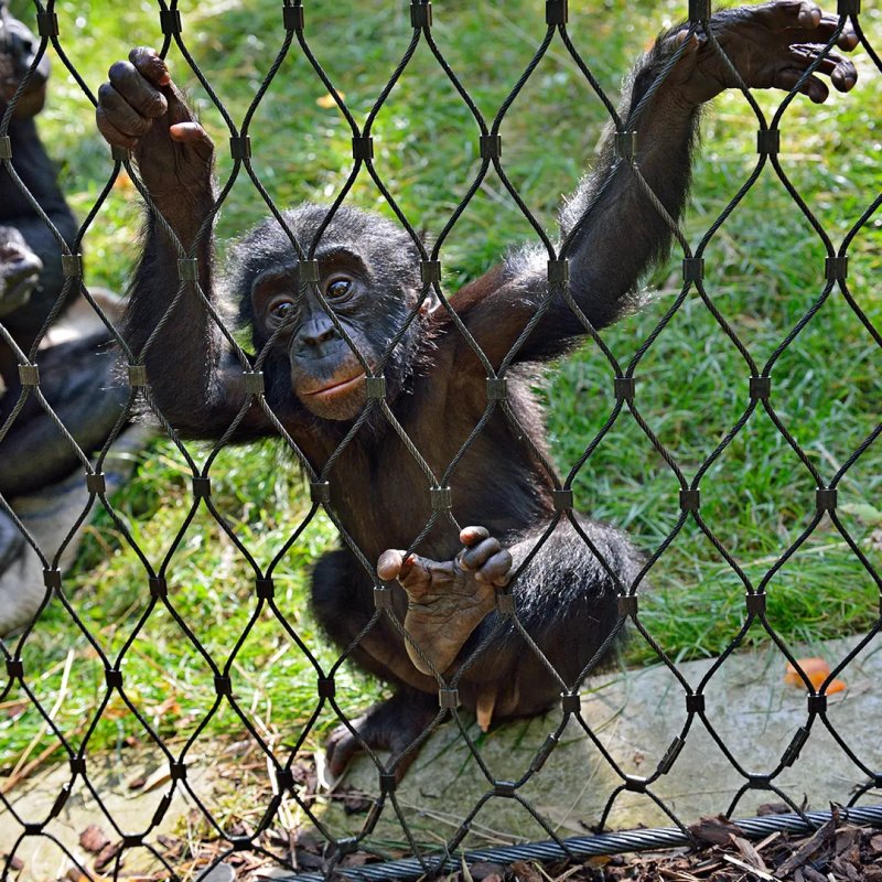 102mm Cable Mesh for Monkey Enclosures