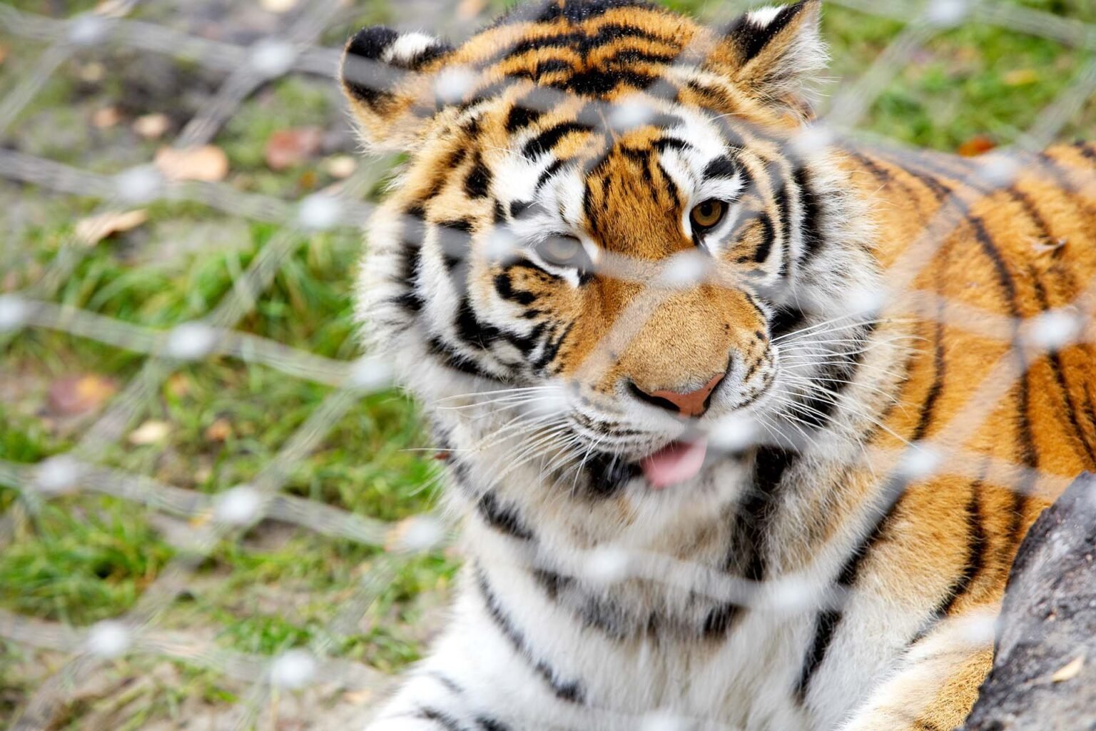 Tiger Enclosure Zoo Design Idea: Stainless Steel Cable Mesh
